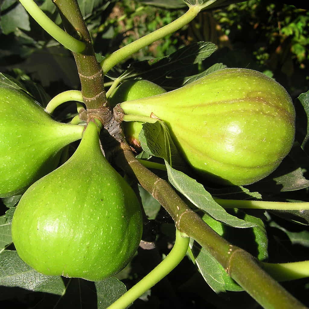 Fig Trees For Sale - Bare Root Grafted Fruit Trees