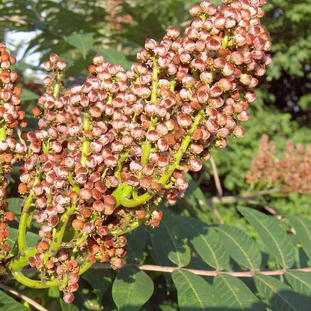 Smooth Sumac Plant For Sale - 1'-2' Bare Root Seedling Plant