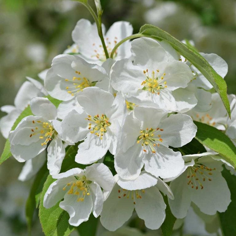 Snowdrift Crabapple Tree For Sale - 4'-5' Bare Root Grafted Tree