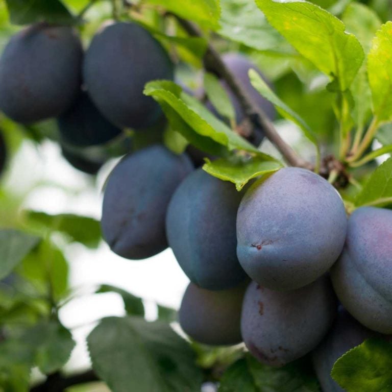 Au Rosa Plum Tree For Sale - 4'-5' Bare Root Grafted Tree