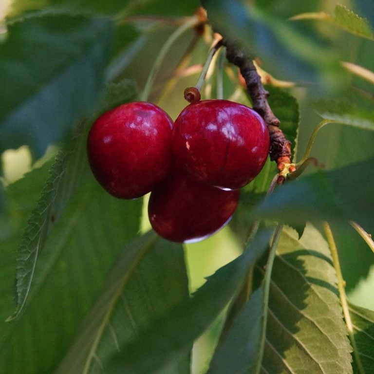 Stella Cherry Tree For Sale - 4'-5' Bare Root Grafted Tree