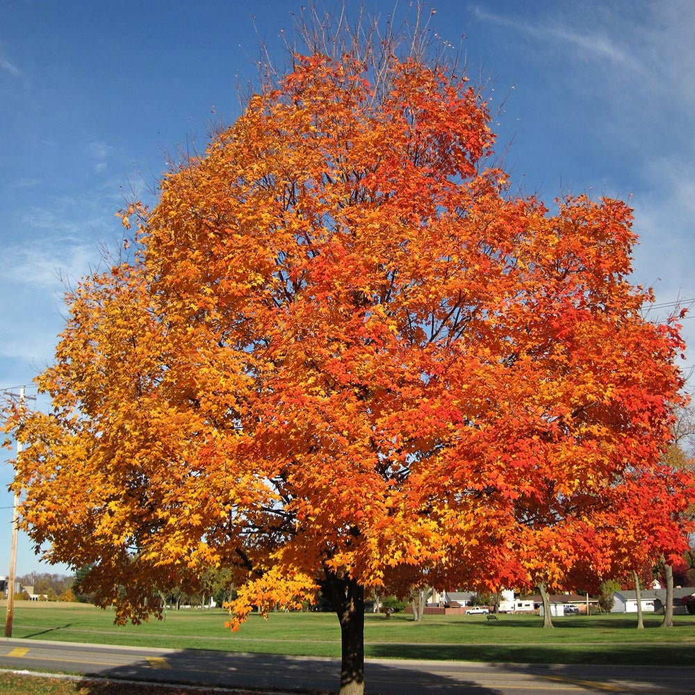 Sugar Maple Tree For Sale - 1'-2' Bare Root Seedling Tree