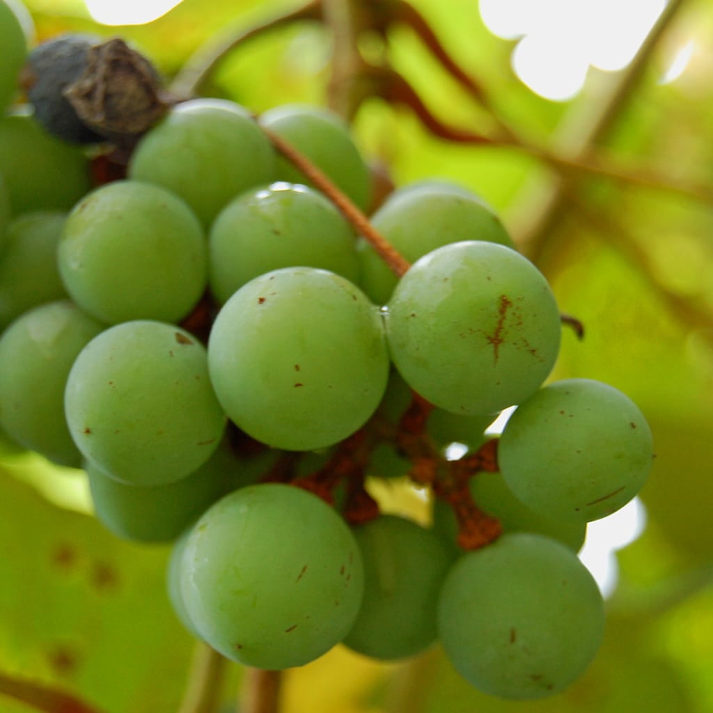 King Of The North Grape Vine For Sale - 1-2ft Bareroot