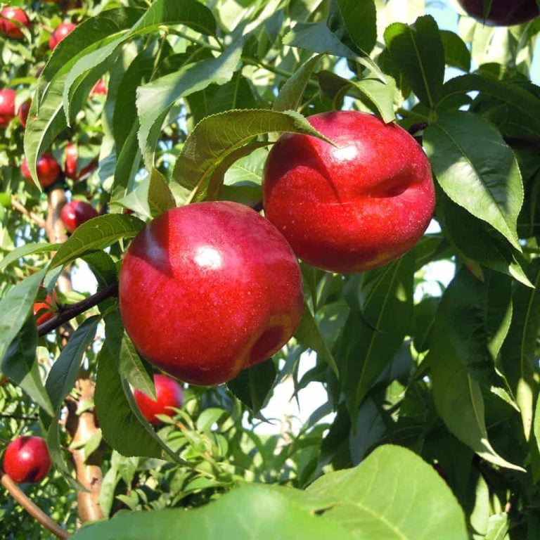 Sunglo Nectarine Tree For Sale - 4'-5' Bare Root Grafted Tree