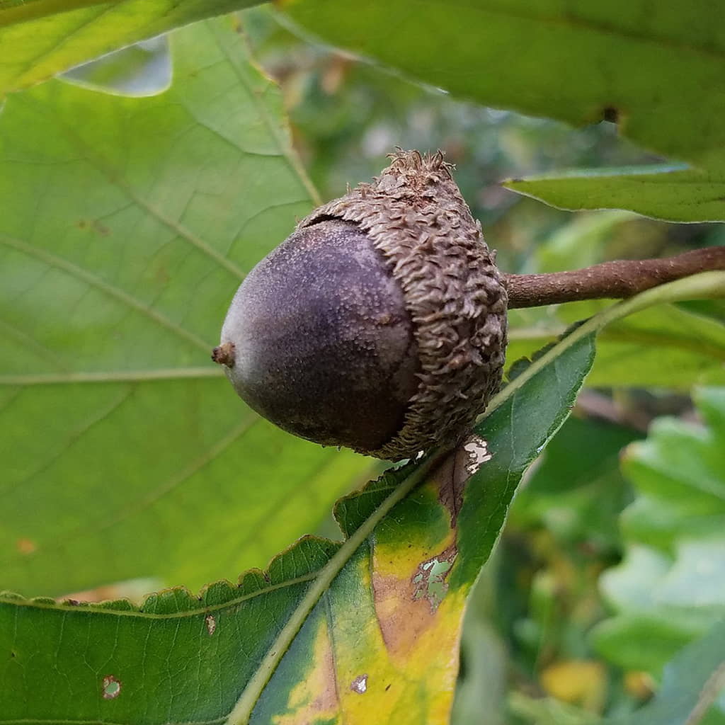 Swamp White Oak Tree For Sale - 1'-2' Bare Root Seedling Tree
