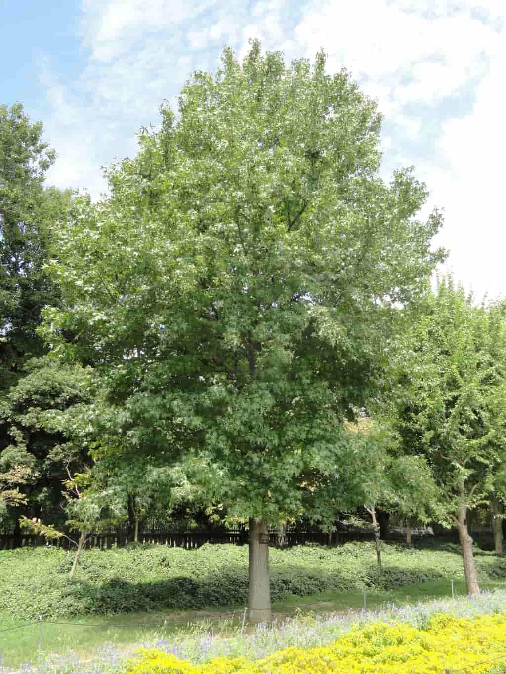 Sweetgum Tree For Sale - 1'-2' Bare Root Seedling Tree