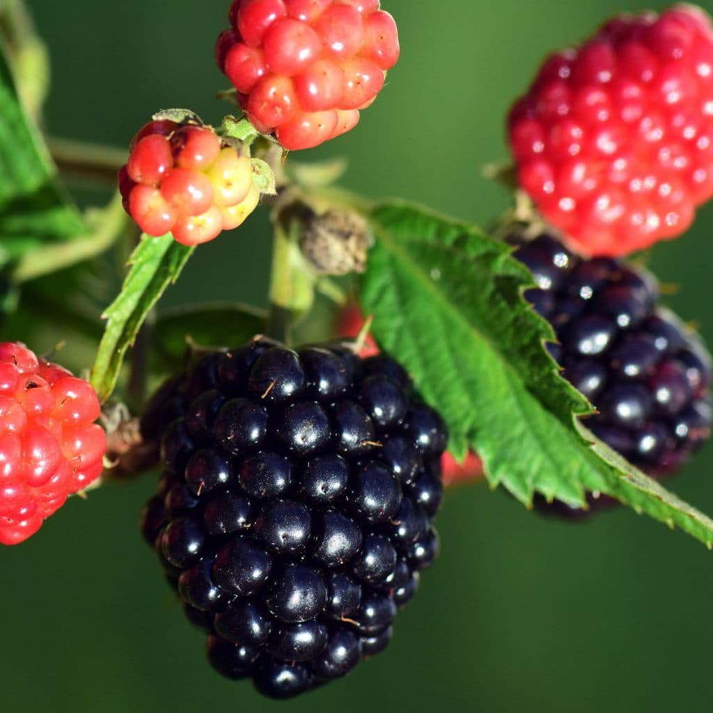 Sweetie Pie Blackberry Plant For Sale - 12"-18" Bare Root Plant