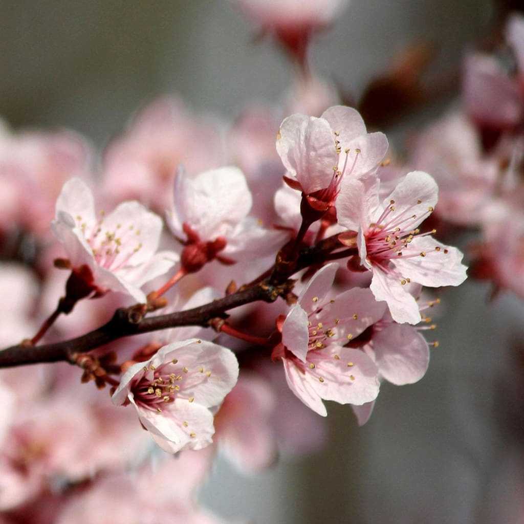 Thundercloud Plum Tree For Sale - 4'-5' Bare Root Grafted Tree