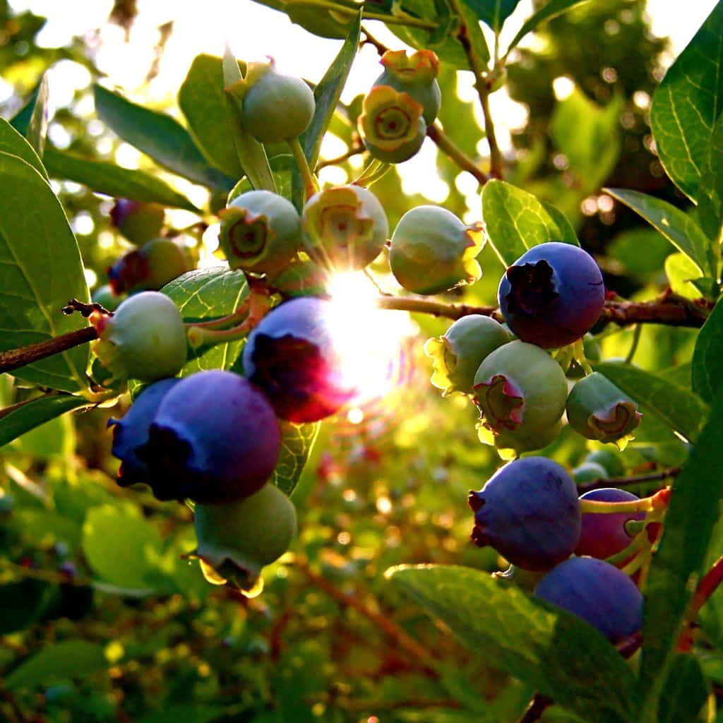 Top Hat Blueberry Plant For Sale - 6-12" Bareroot Organic