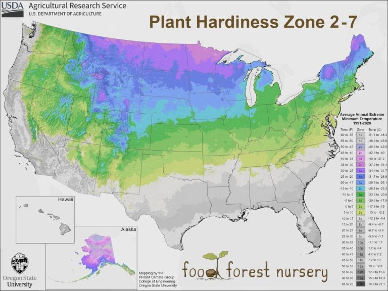 Tundra Honeyberry Plant For Sale - 10"-14" Tall, 1 Liter Pot Plant
