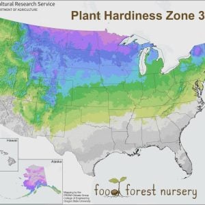 Perfection Red Currant Plant For Sale - 12"-18" Bare Root Plant