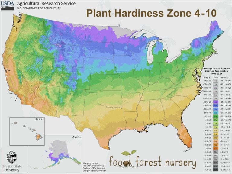 Bald Cypress Tree For Sale - 1'-2' Bare Root Seedling Tree