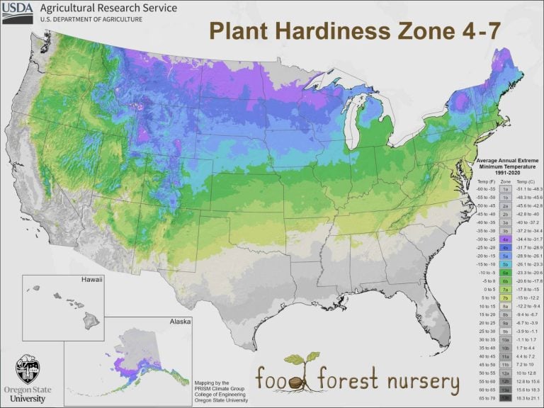 Crimson Crisp Apple Tree For Sale - 4'-5' Bare Root Grafted Tree