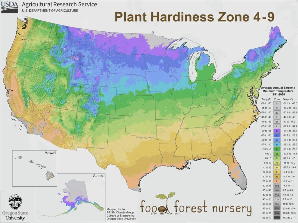 American Hazelnut Tree For Sale - 12"-18" Bare Root Seedling Tree