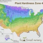 American Hazelnut Tree For Sale - 12"-18" Bare Root Seedling Tree