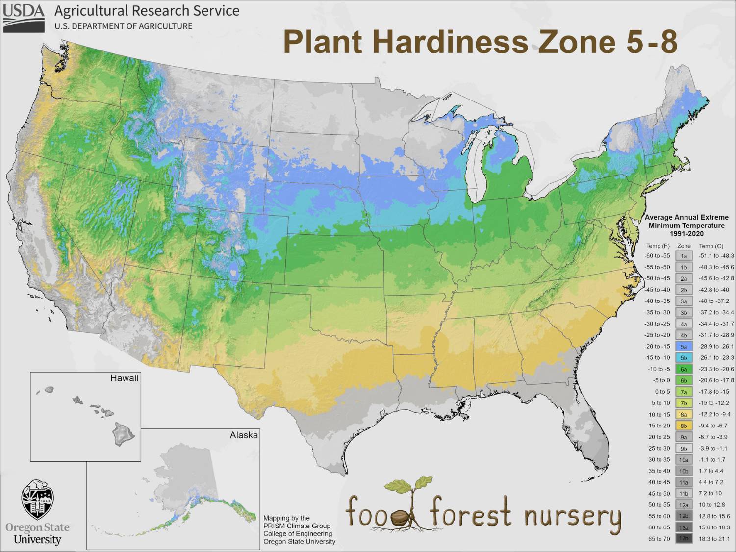 Bosc Pear Tree For Sale - 4'-5' Bare Root Grafted Tree