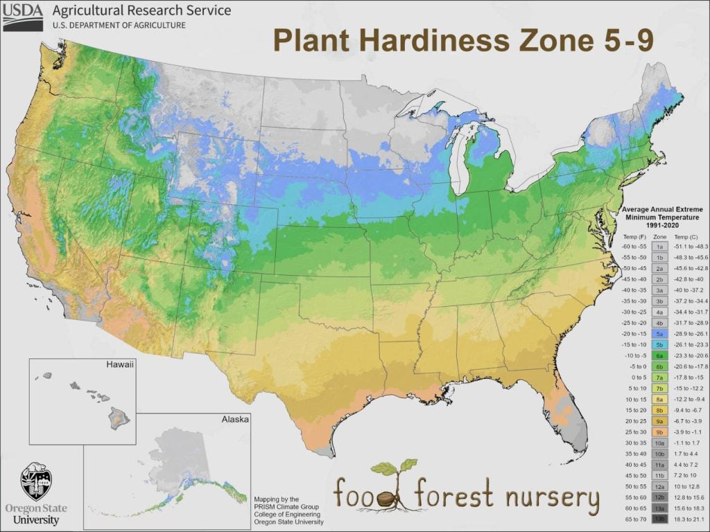 Cinnamon Spice Apple Tree For Sale - 4'-5' Bare Root Grafted Tree
