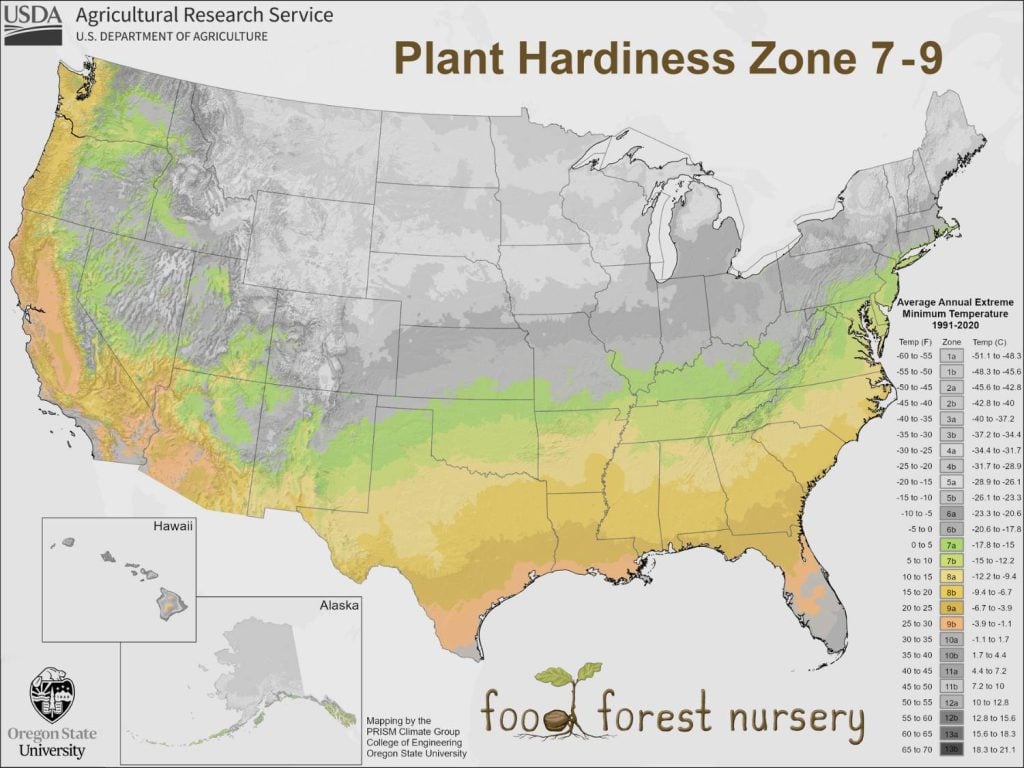 Texas Mission Almond Tree For Sale - 4'-5' Bare Root Grafted Tree