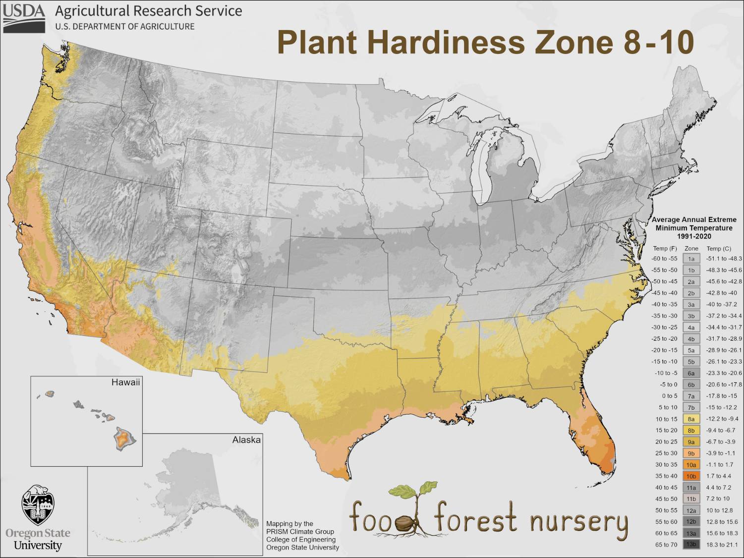 Jewel Blueberry Plant For Sale - 10"-14" Tall, 1 Liter Pot Plant