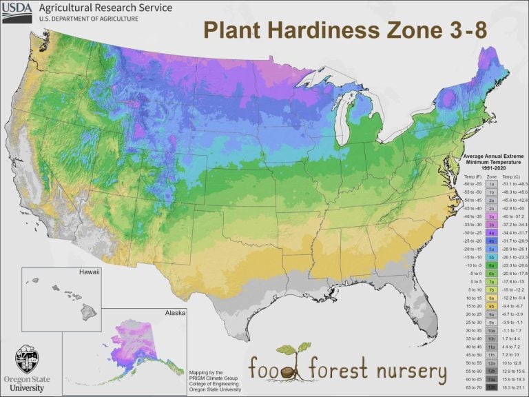 Sugar Maple Tree For Sale - 1'-2' Bare Root Seedling Tree