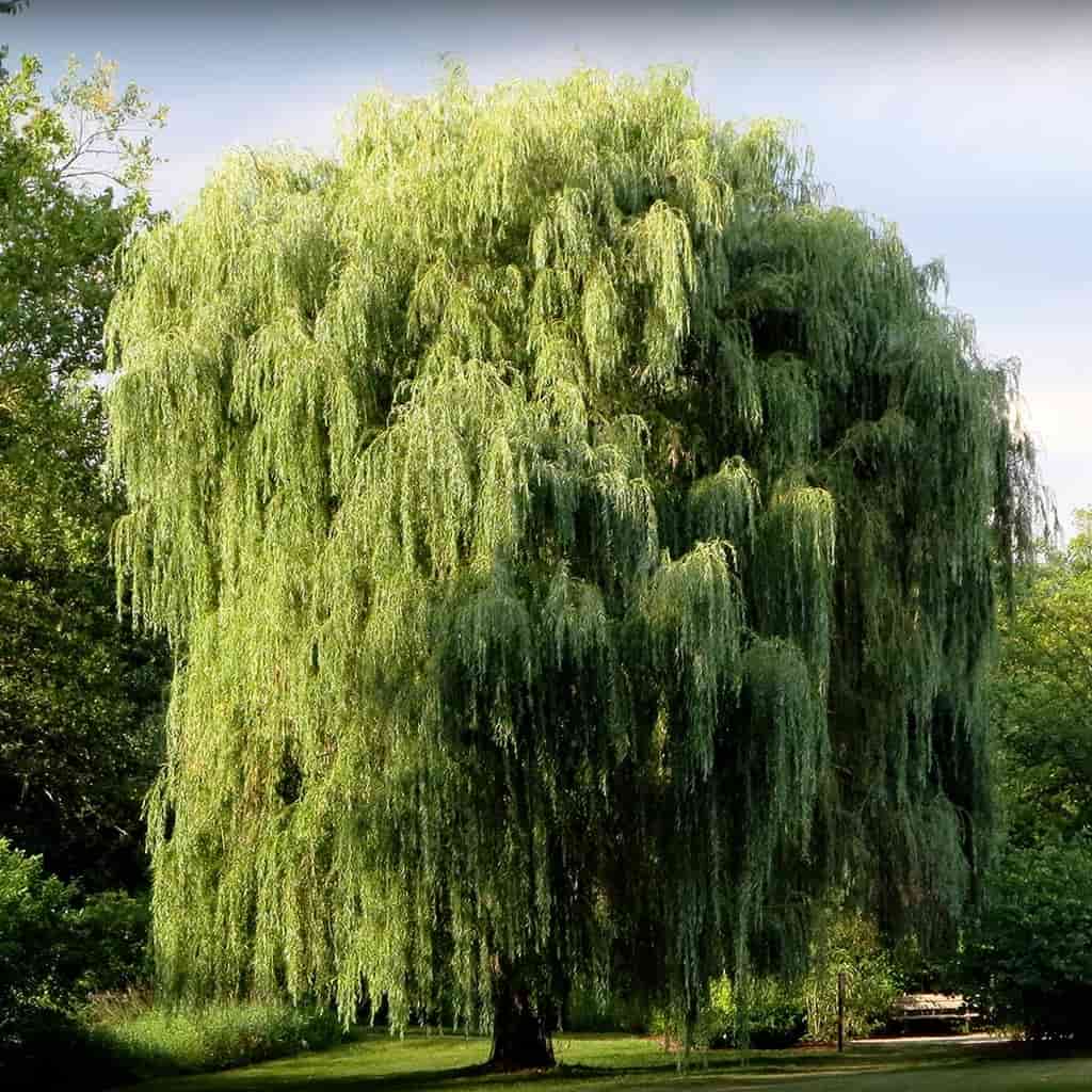 Weeping Willow Tree For Sale - 2'-3' Bare Root Tree