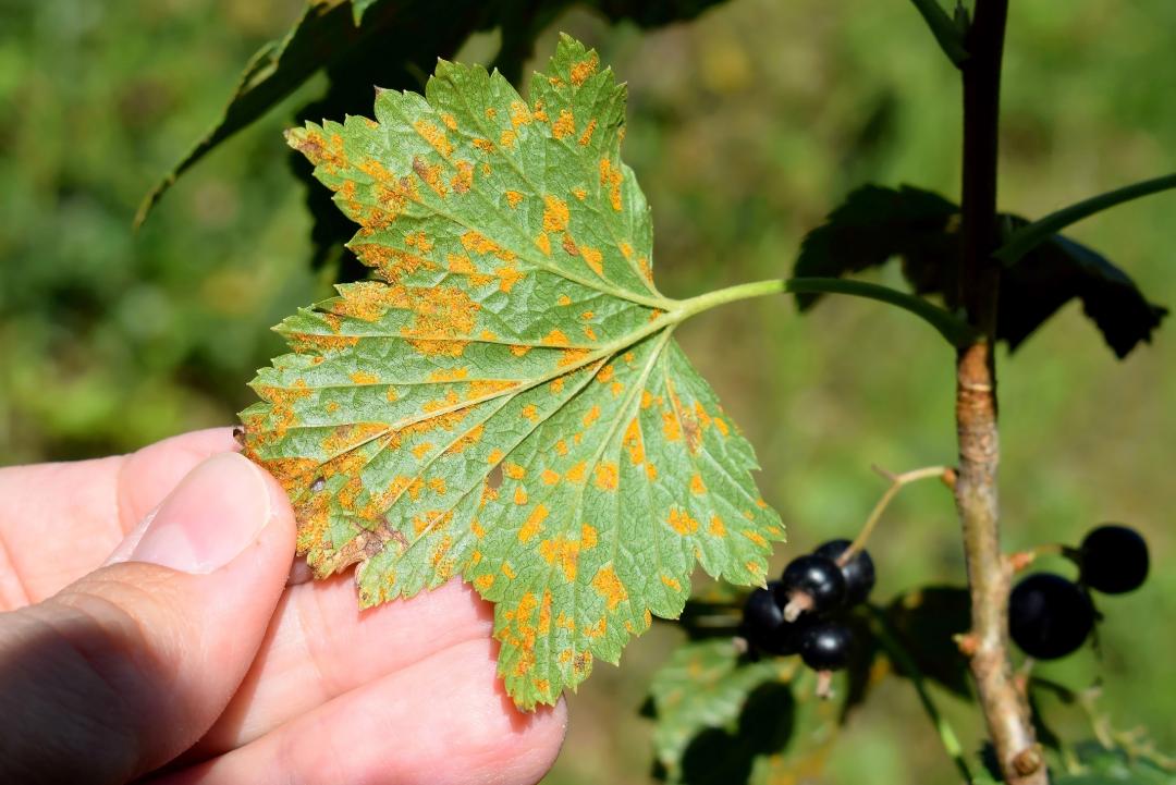 Currant & Gooseberry Growing Guide - Food Forest Nursery