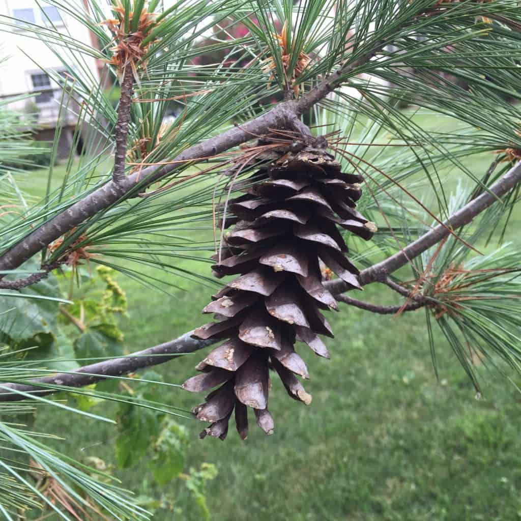 White Pine Tree For Sale - 8"-12" Bare Root Seedling Tree