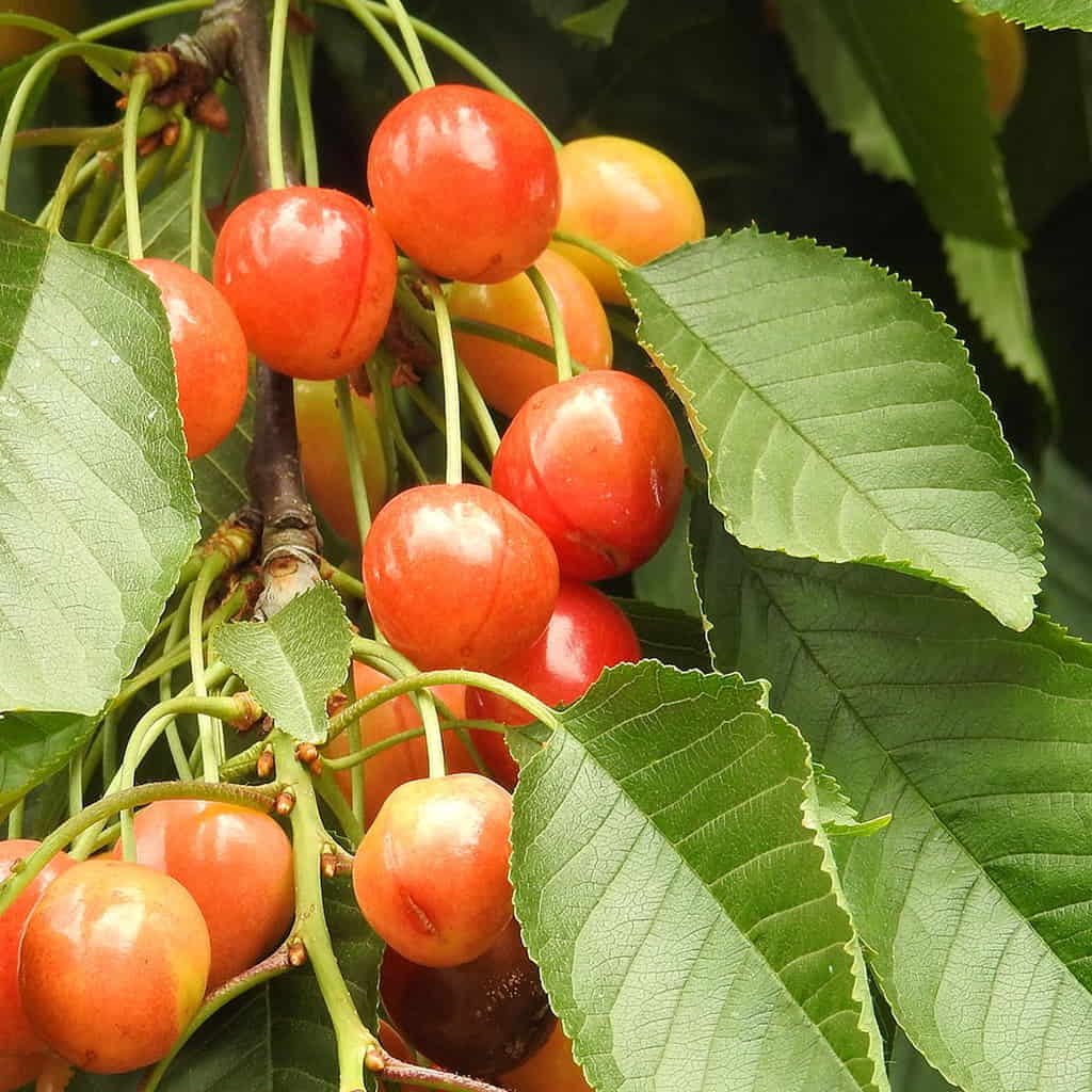 Whitegold Cherry Tree For Sale - 4'-5' Bare Root Grafted Tree