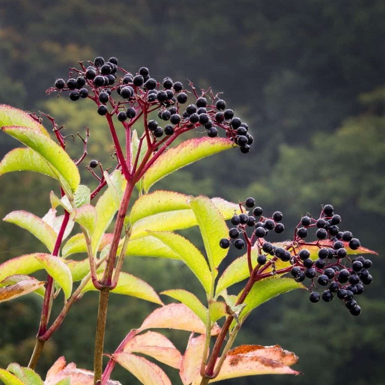 Shop - Food Forest Nursery