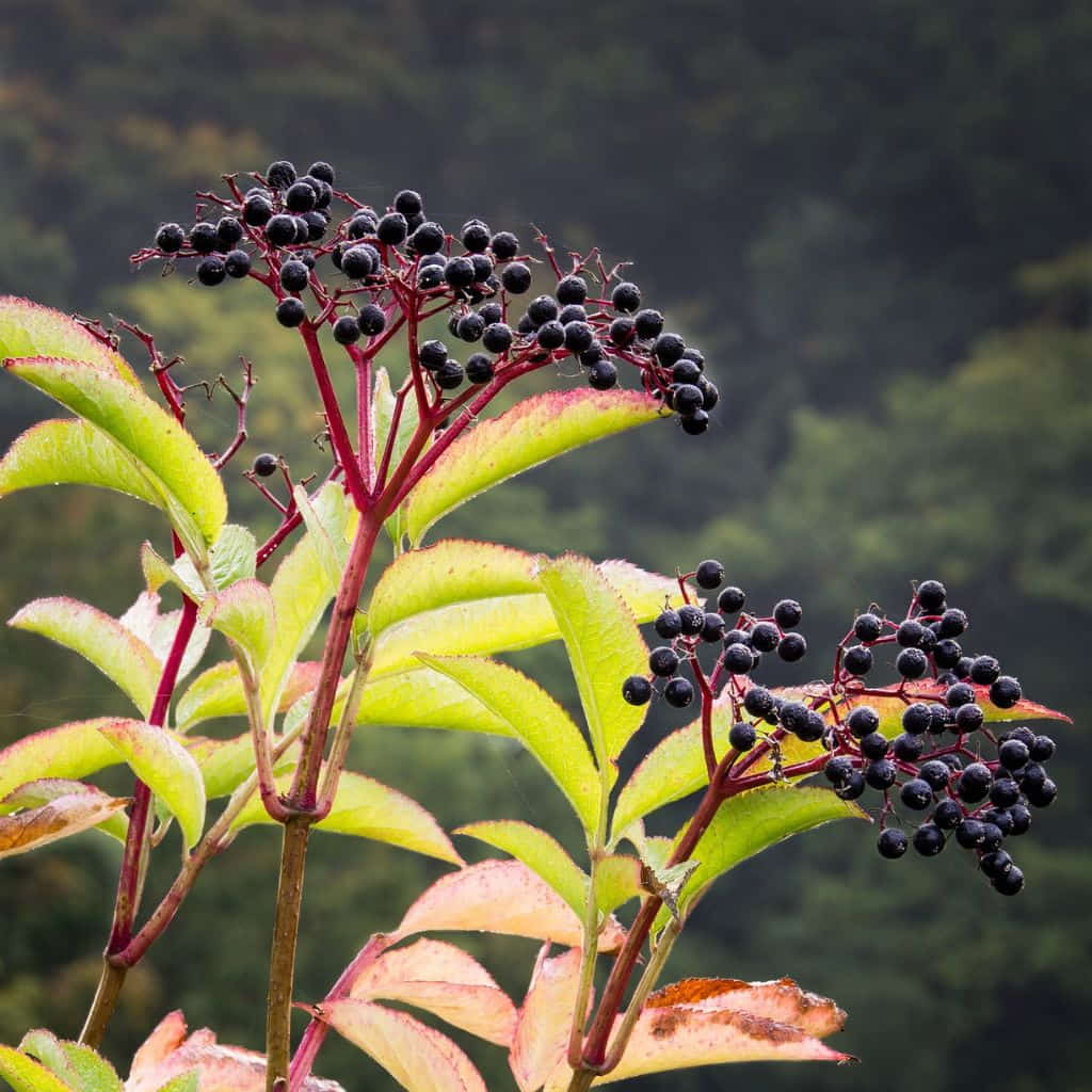 Native Plants For Sale - Great For Humans And Wildlife