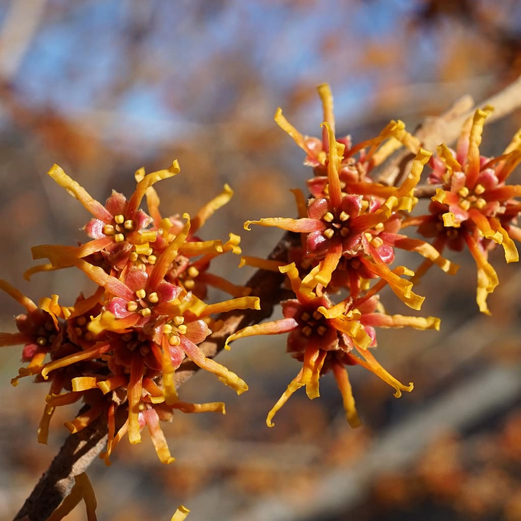 Vernal Witch Hazel Shrub Vernal Witch Hazel | Plants To Grow Plants